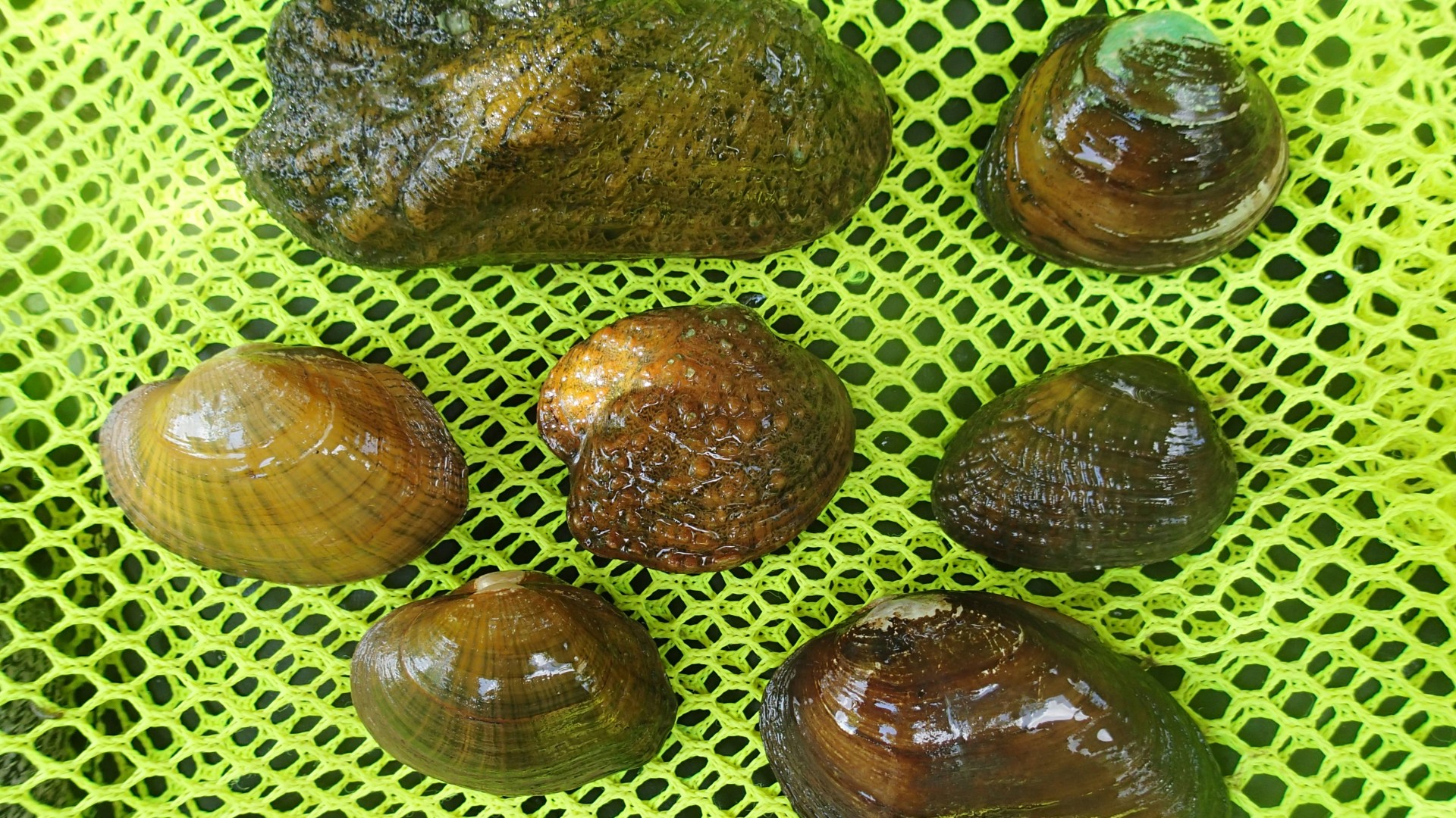 University of Alabama Receives $1.8 Million to Study Mussel ...