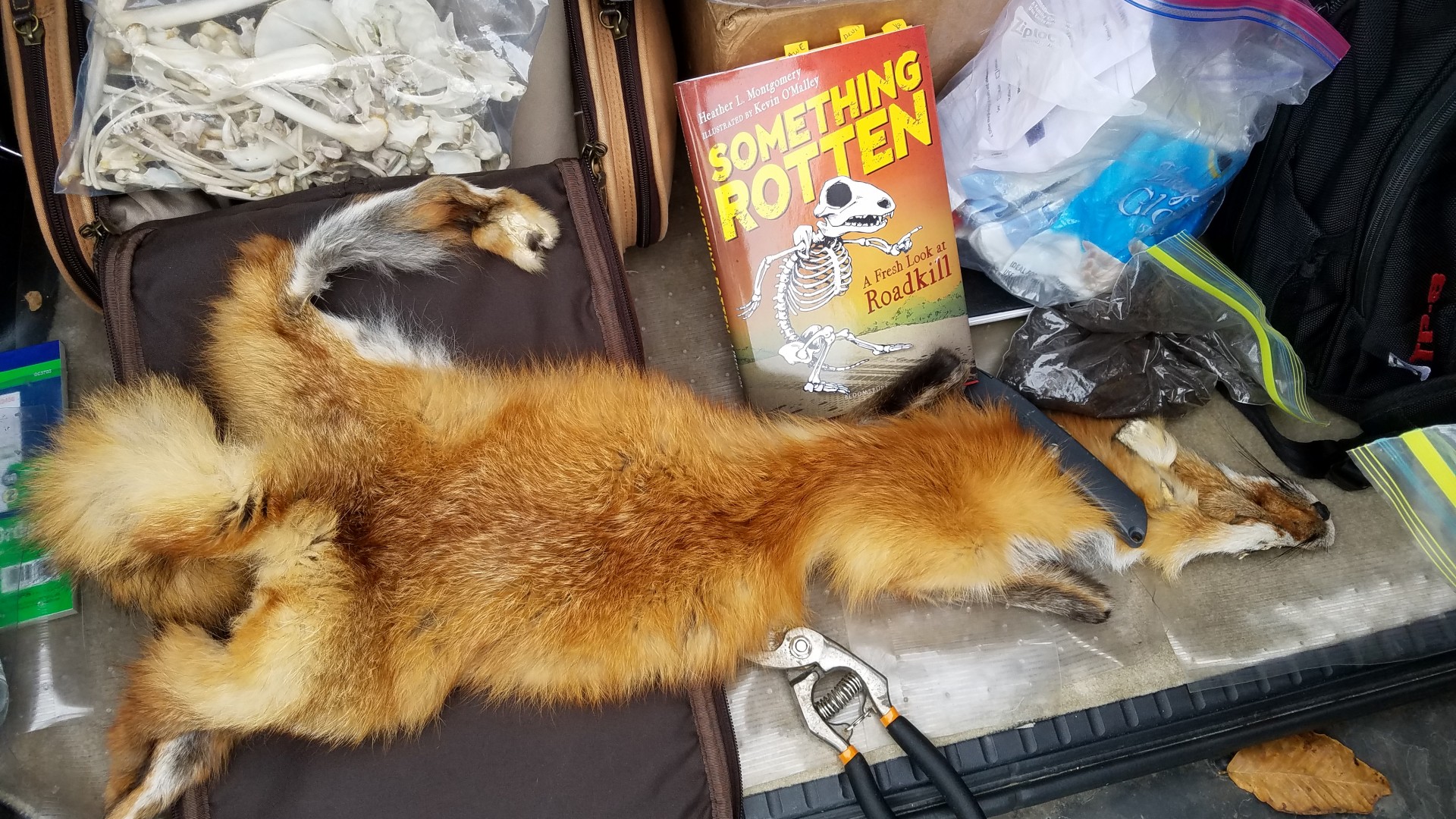 Alabama Author Wants People to Take a “Fresh Look at Roadkill” | WBHM 90.3