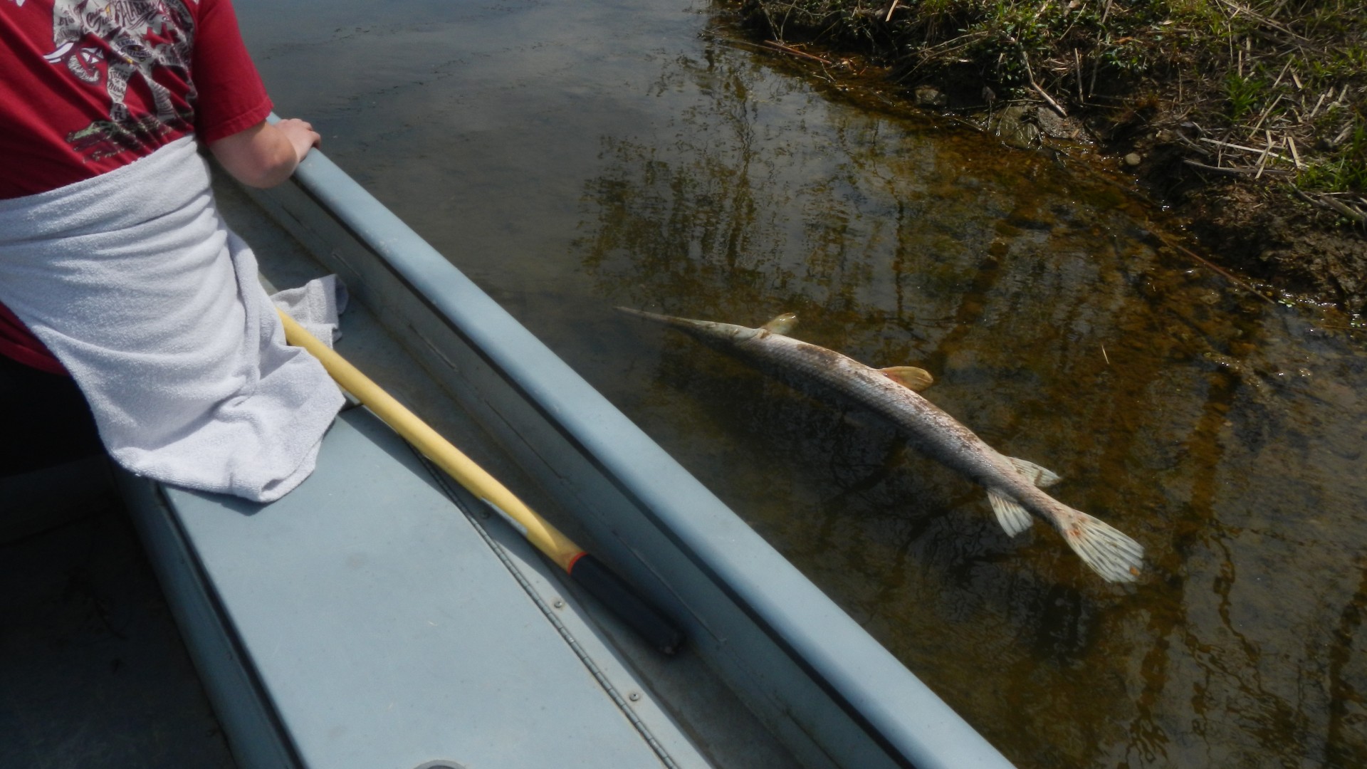 Officials Investigate Fish Kill Along Black Warrior River | WBHM 90.3