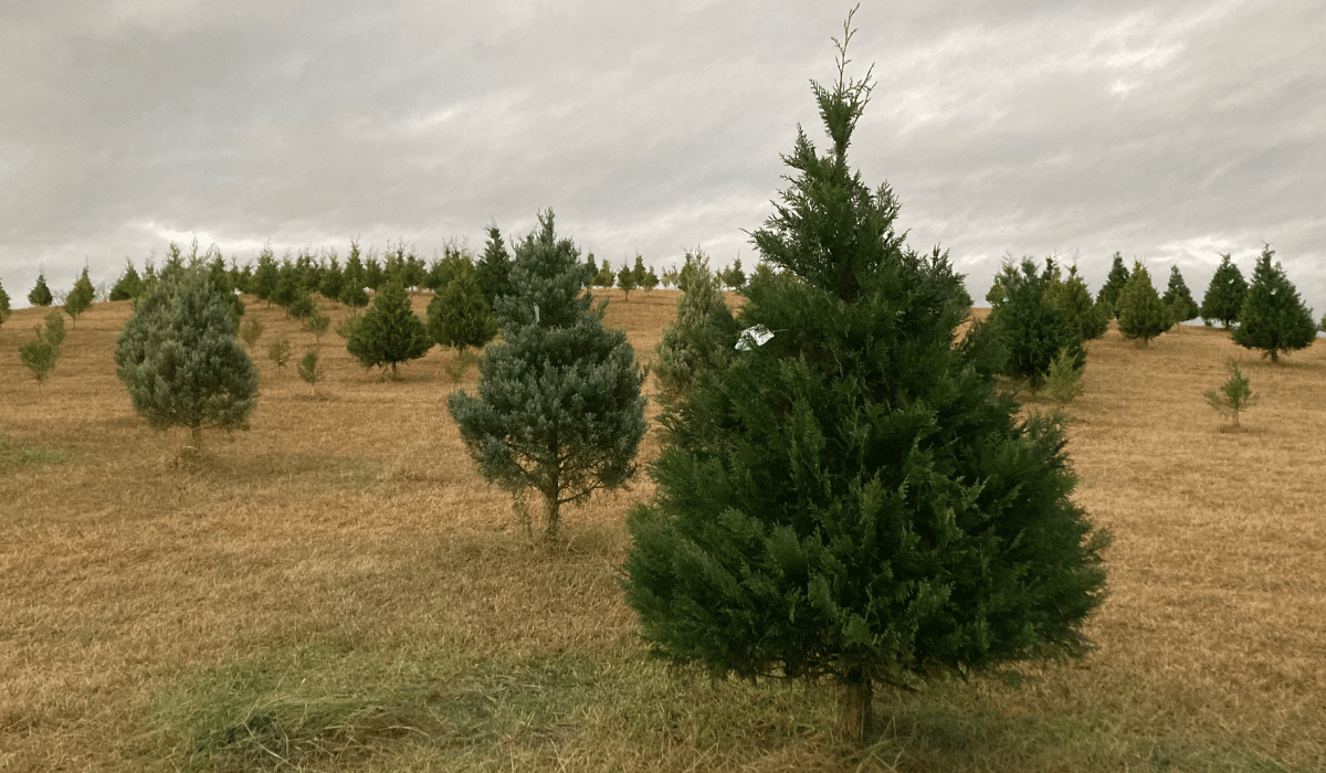 The story of Alabama’s favorite Christmas tree | WBHM 90.3