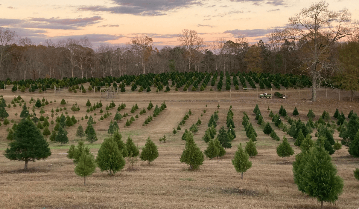 The story of Alabama’s favorite Christmas tree | WBHM 90.3